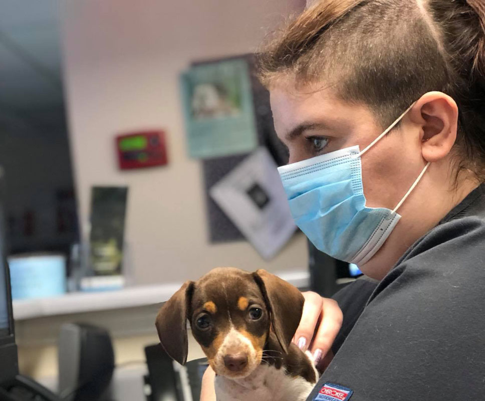 Advanced Diagnostics - Vet in Huntsville | Green Cove Pet Hospital